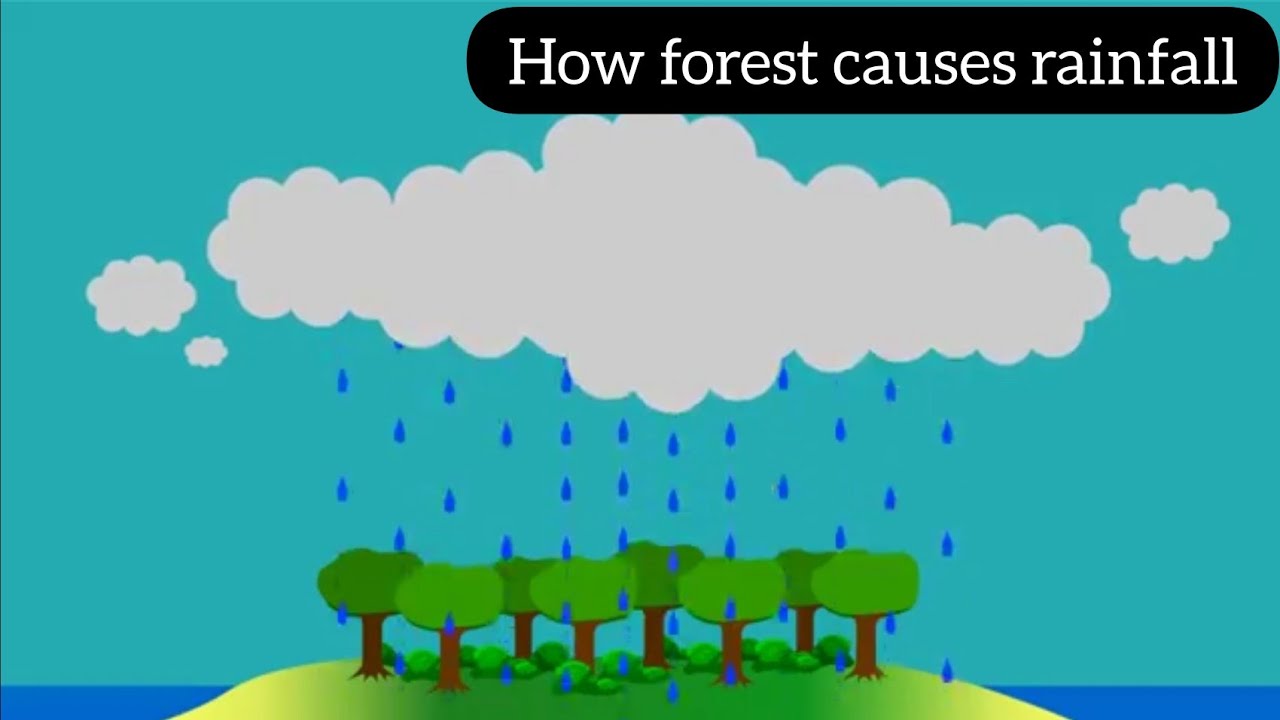 How forest causes rainfall || Importance of forests. - YouTube