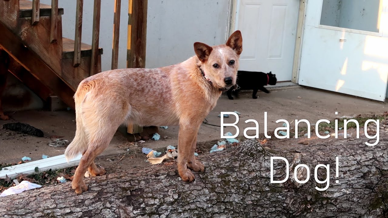 Balancing Dog! - YouTube