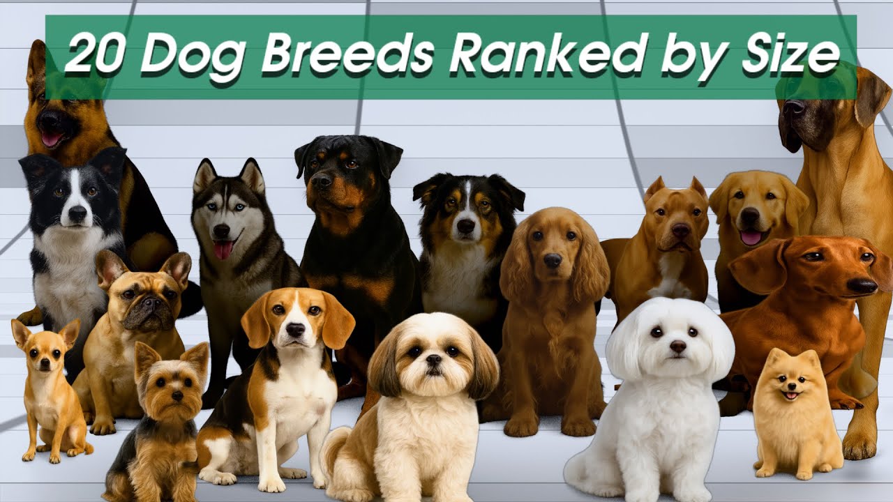 20 Dog Breeds Ranked by Size - YouTube