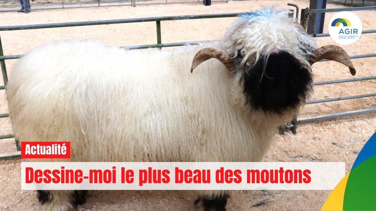 Dessine-moi le plus beau des moutons - YouTube