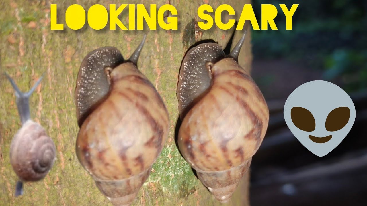 Snail working at night looking Scary (🐌🐌) - YouTube