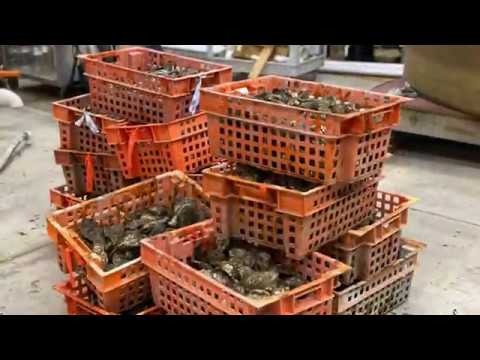 Broodstock: The Unsung Heroes of an Oyster Hatchery - YouTube