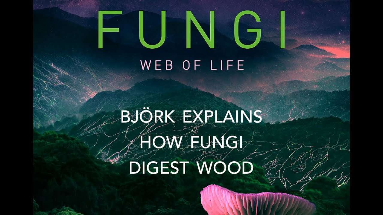 Fungi: Web of Life | Björk explains how fungi decompose wood - YouTube