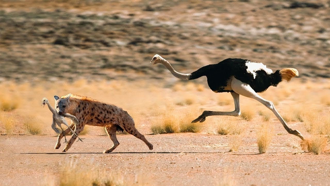These Animals Messed With The Wrong Opponent ! - YouTube