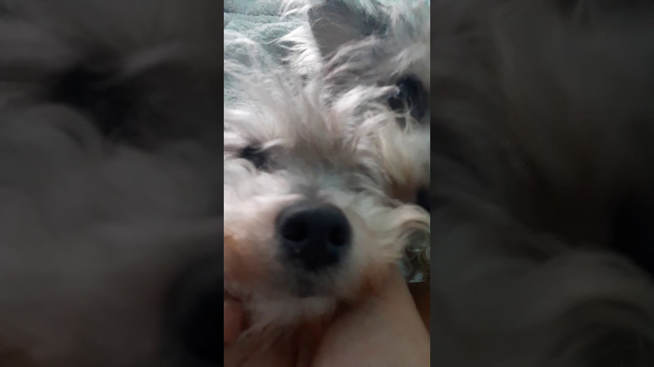 Enjoy My Dog Trying To Bite Me YouTube enjoy-my-dog-trying-to-bite-me-youtube