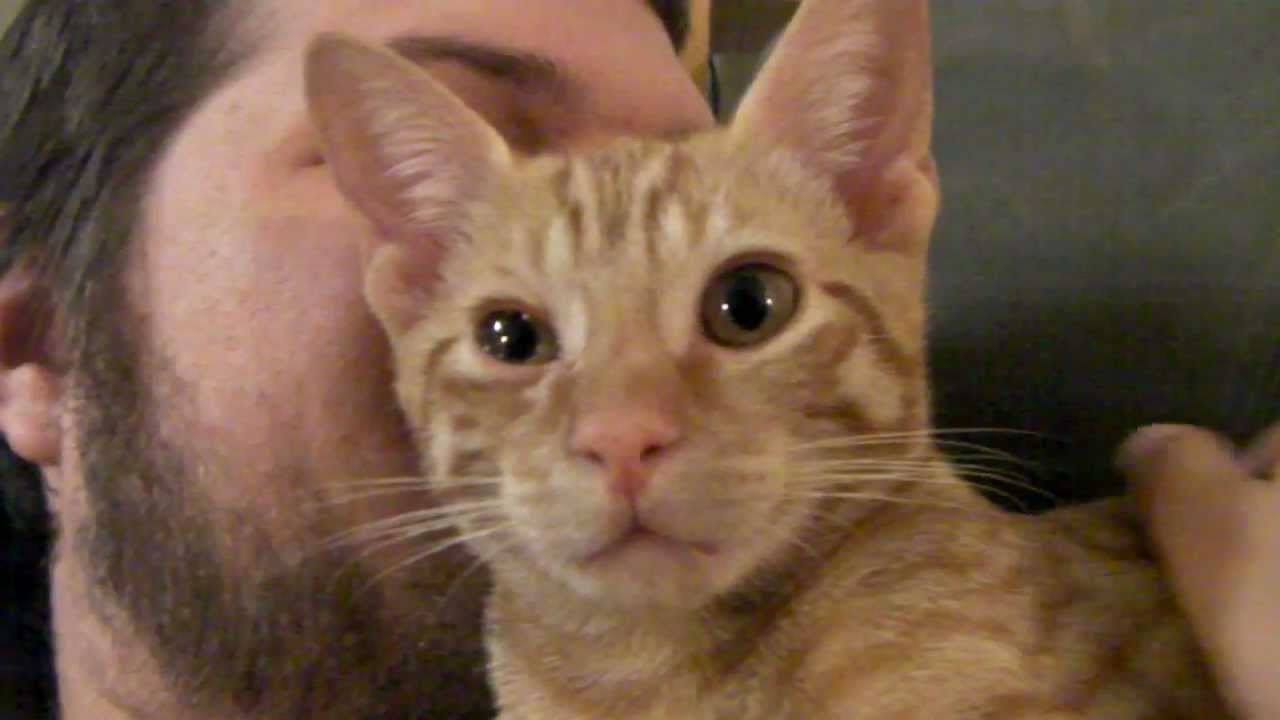 Ratchet the kitten and his raptor voice - YouTube