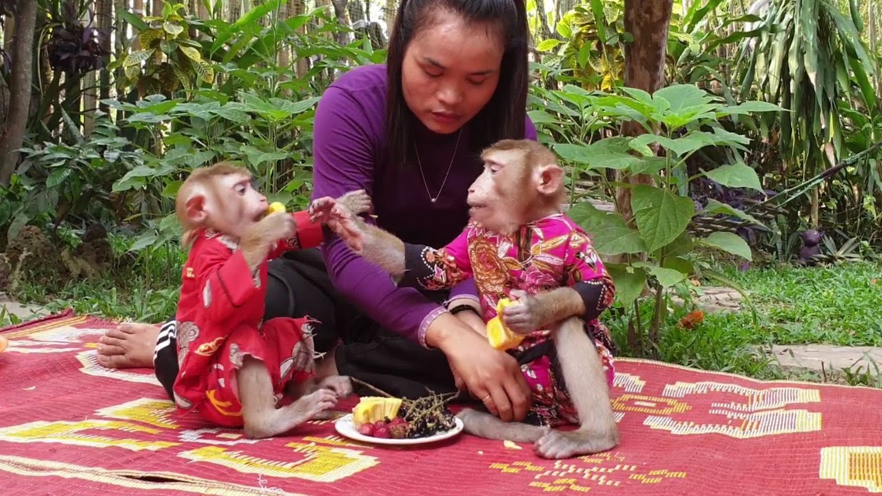 Loveable both little Yoko and Koko eating jackfruit /Koko&Yoko official ...