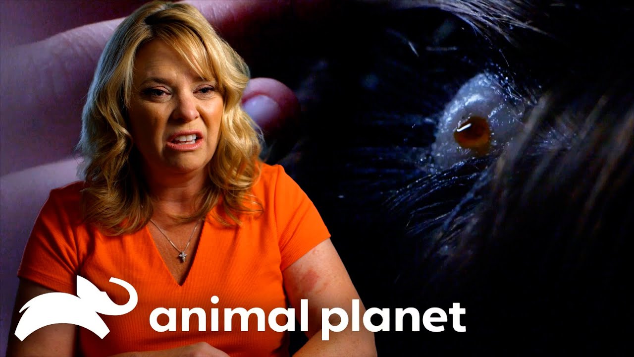 Deadliest Microbes of SEASON 8! | Monsters Inside Me | Animal Planet ...
