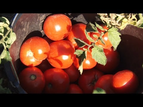 Осень золотая - время сбора урожая