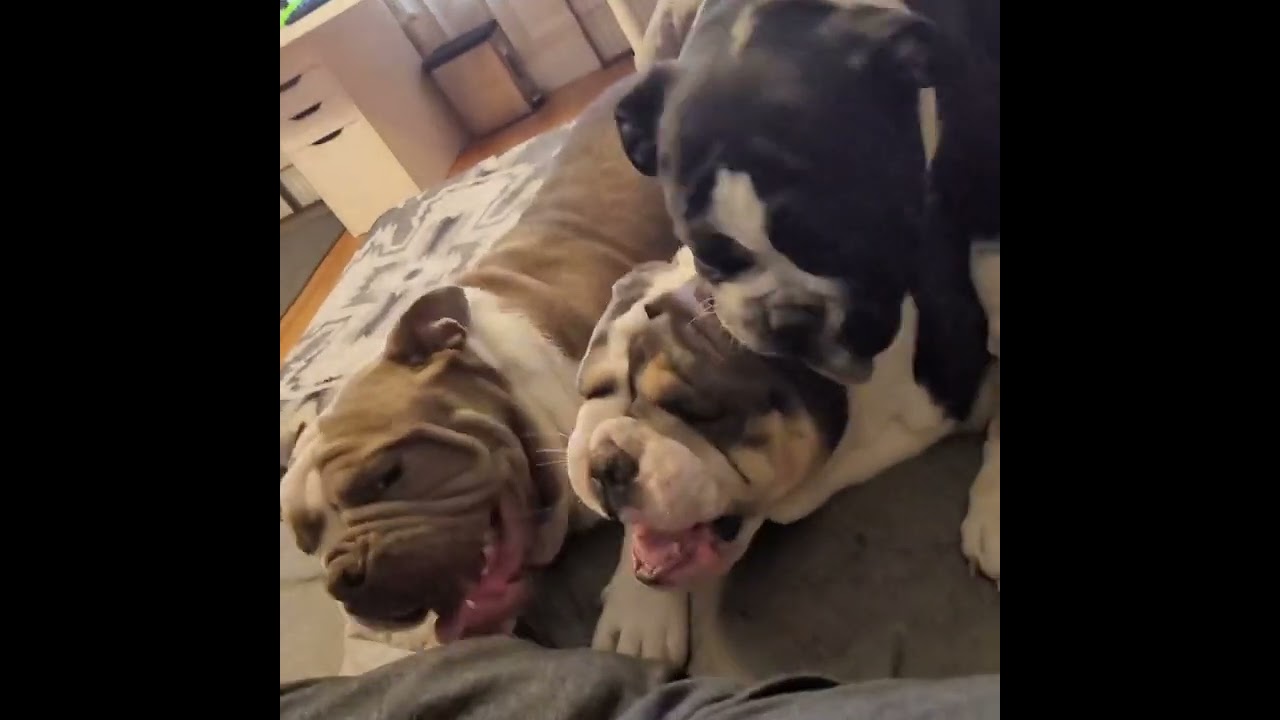 Bulldog Fight | Olde English Bulldogge - YouTube