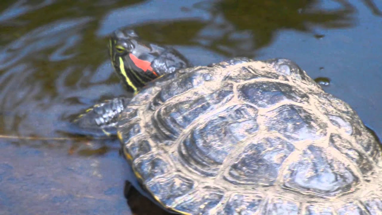 Turtle at Abkhazi gardens, Victoria, B.C. - YouTube