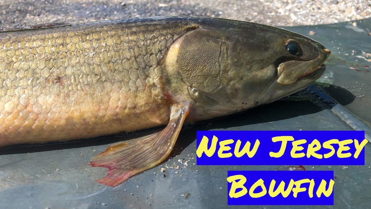 Creek Fishing for BOWFIN (New Jersey) - YouTube