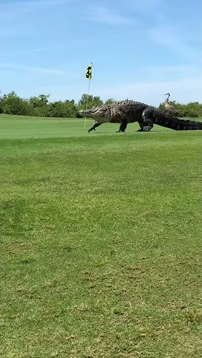 Chubbs the alligator - YouTube