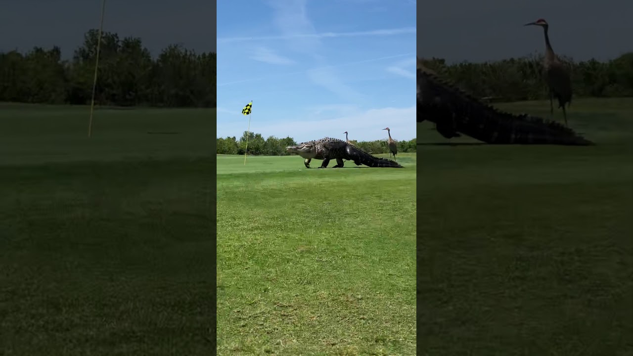 Chubbs the alligator - YouTube