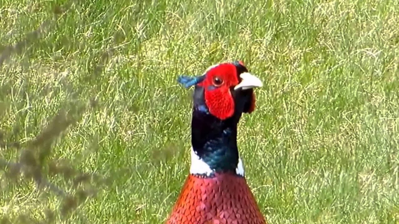Common Pheasant making quick repeated sounds (close-up) - YouTube