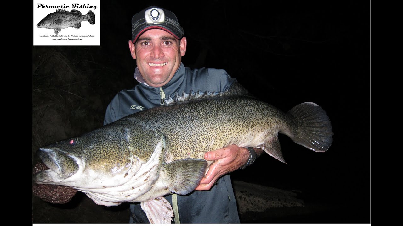 Phronetic Fishing- Cold Snap two metre plus murrumbidgee Murray Cod ...
