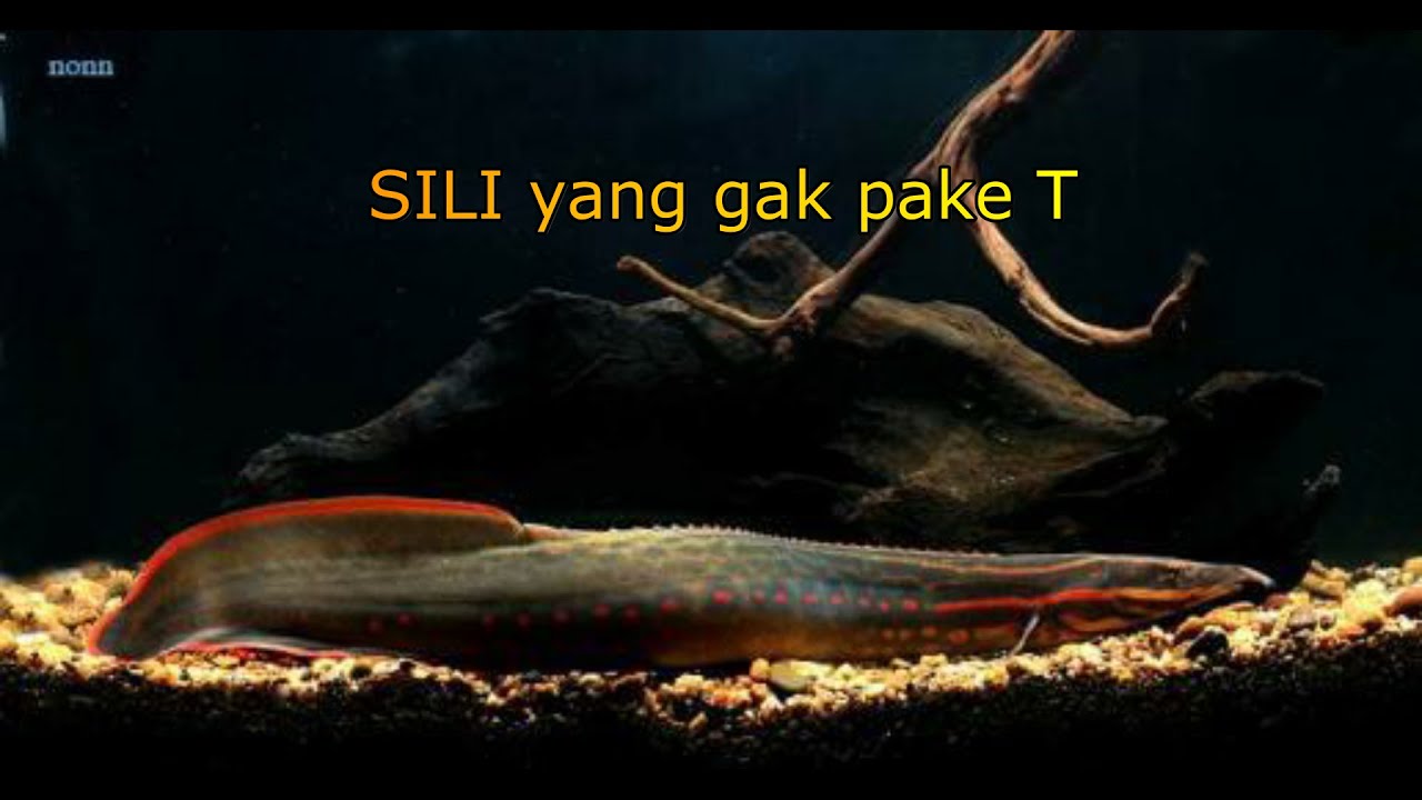 MENGENAL IKAN SILI API // FIRE EEL - YouTube