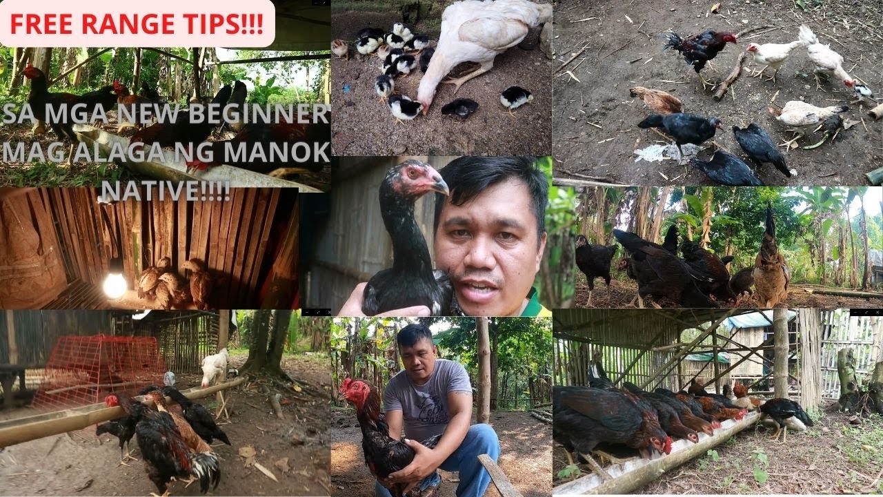 FREE RANGE TIPS PARA SA MGA NEW BEGINNER MAG ALAGA NG MANOK NATIVE...# ...