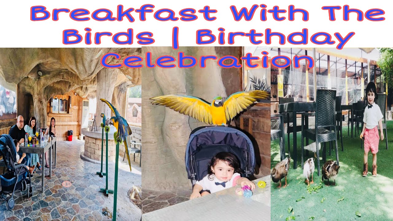 Breakfast With The Birds | Birthday Celebration - YouTube