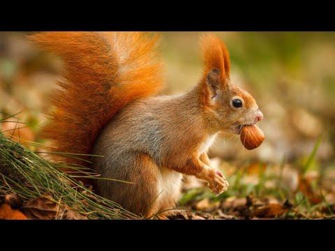 Squirrel sounds and photos 🐿️🐿️ - YouTube