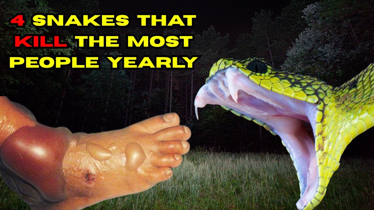 These 4 Snakes KILL The Most PEOPLE Yearly - YouTube
