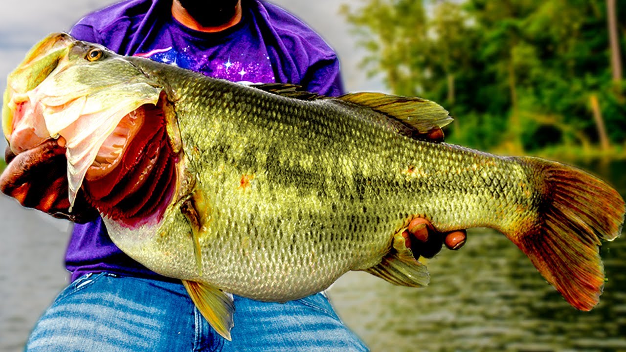 Bass Fishing In Extreme Heat at Deborah Mcgee blog