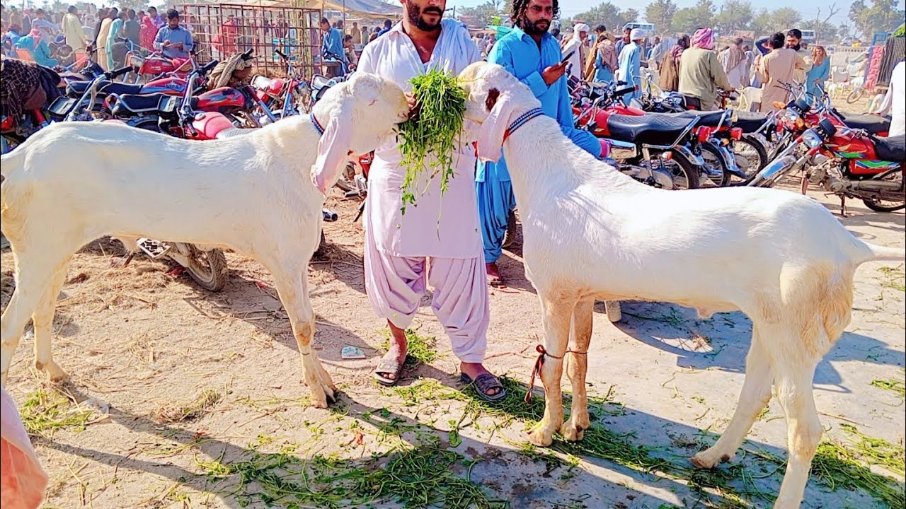 Rajanpuri bakro ki bari mandi Top quality bakra | December 6 2024 ...