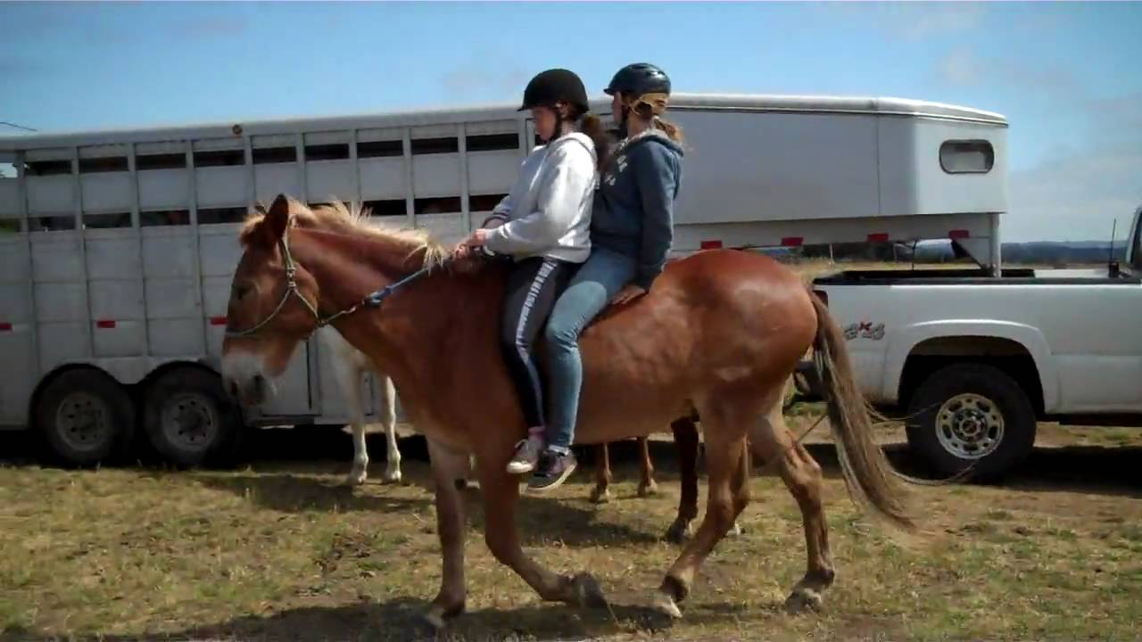Riding a mule :) - YouTube