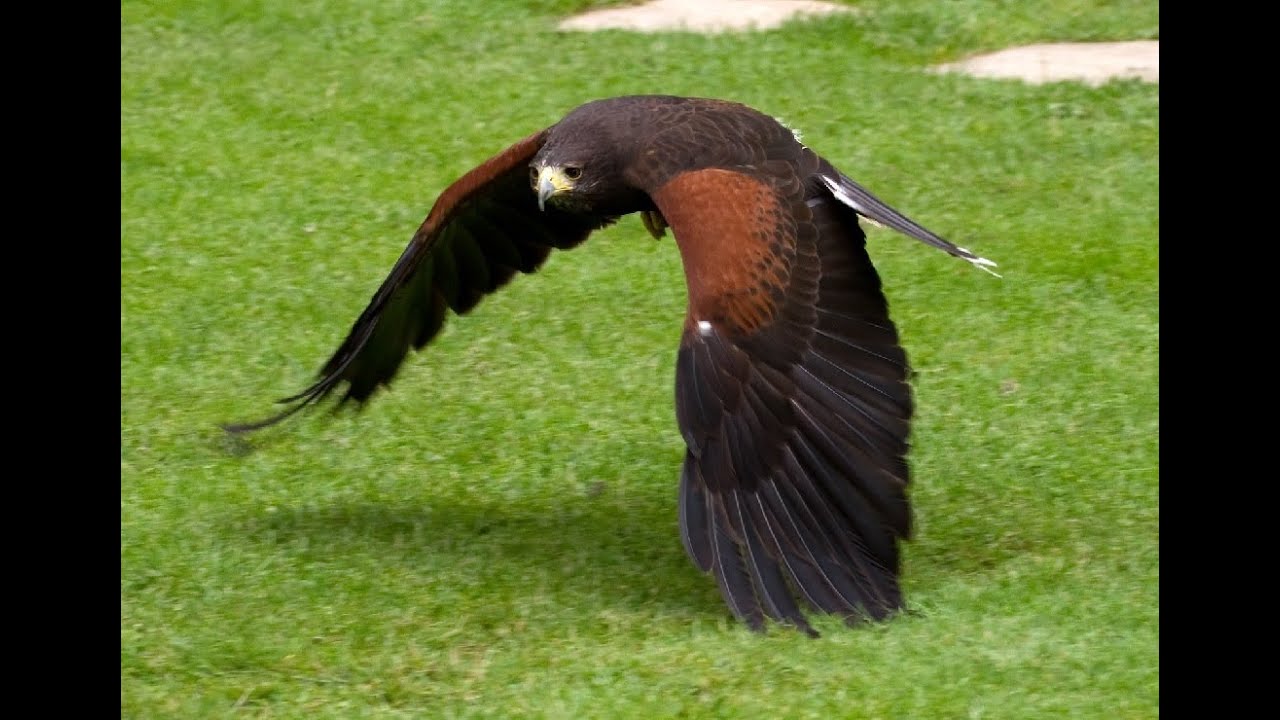 Hawk Flight in Slow Motion! - YouTube