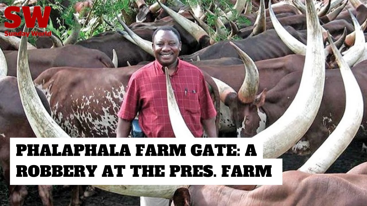 Phalaphala farmgate robbery timeline: From Accusations to the ...