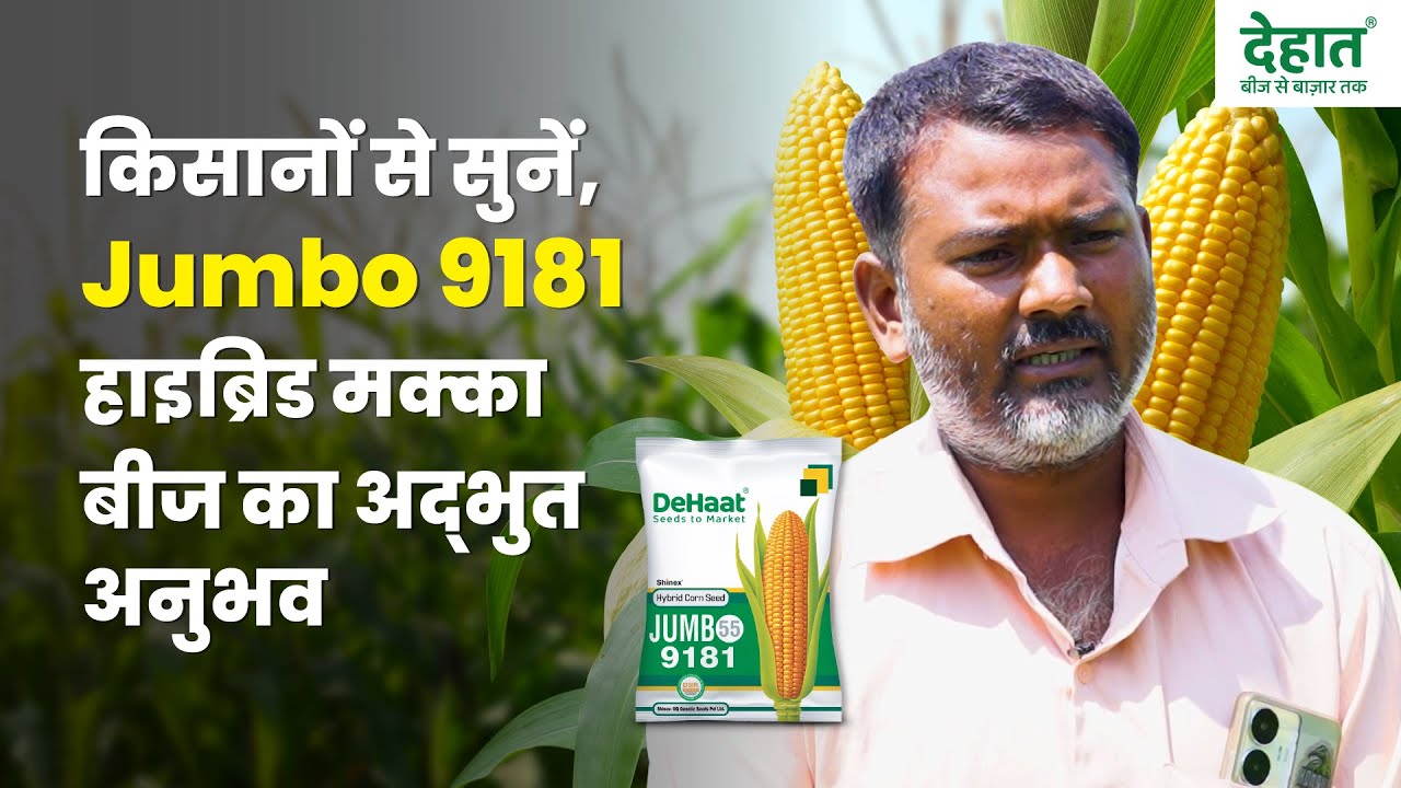 Maize Seed की No.1 Hybrid Variety | Jumbo 9181 किसानों का पसंदीदा मक्का ...