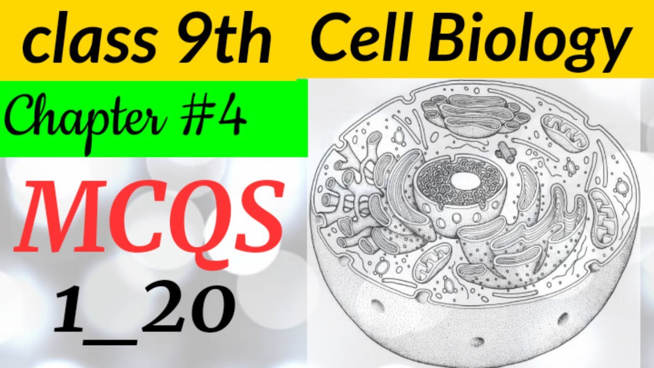 Biology ch 4 mcqs, biology 9th chapter 4, cell biology important mcqs ...