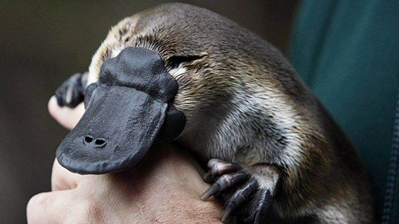 L'Ornithorynque - YouTube