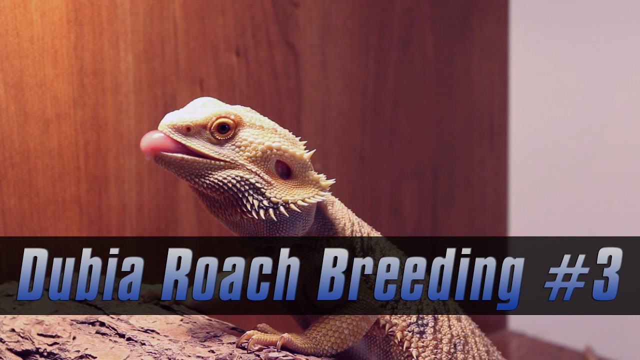 Dubia Roach Breeding #3 : Bearded Dragon Update - YouTube