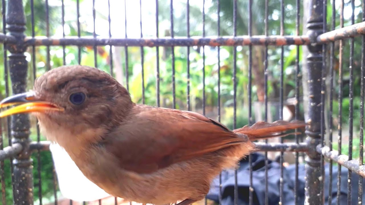 BURUNG MASTERAN MUDA SEDANG BERKICAU - YouTube