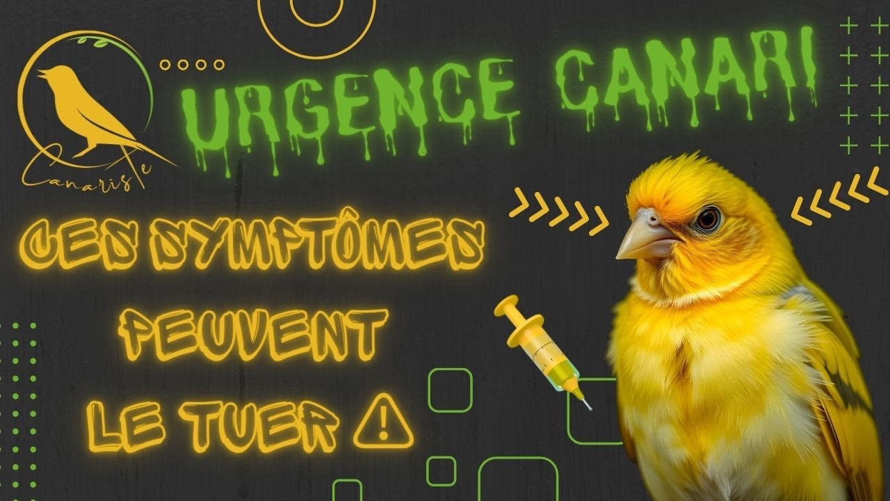 URGENCE CANARI : 5 Symptômes Mortels (Ne Faites Pas Cette Erreur ...