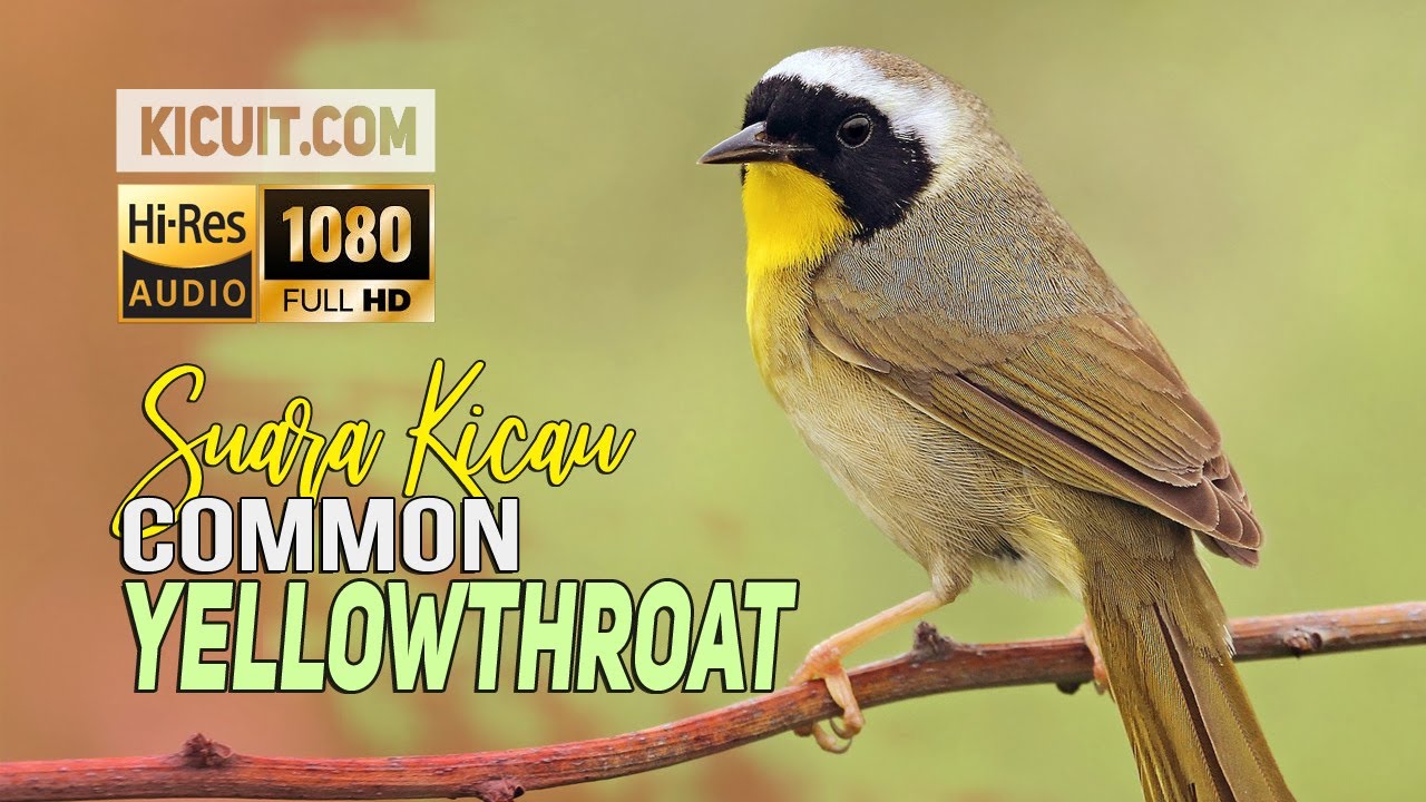 Suara Burung Common YellowThroat - Common YellowThroat Bird Sound - YouTube