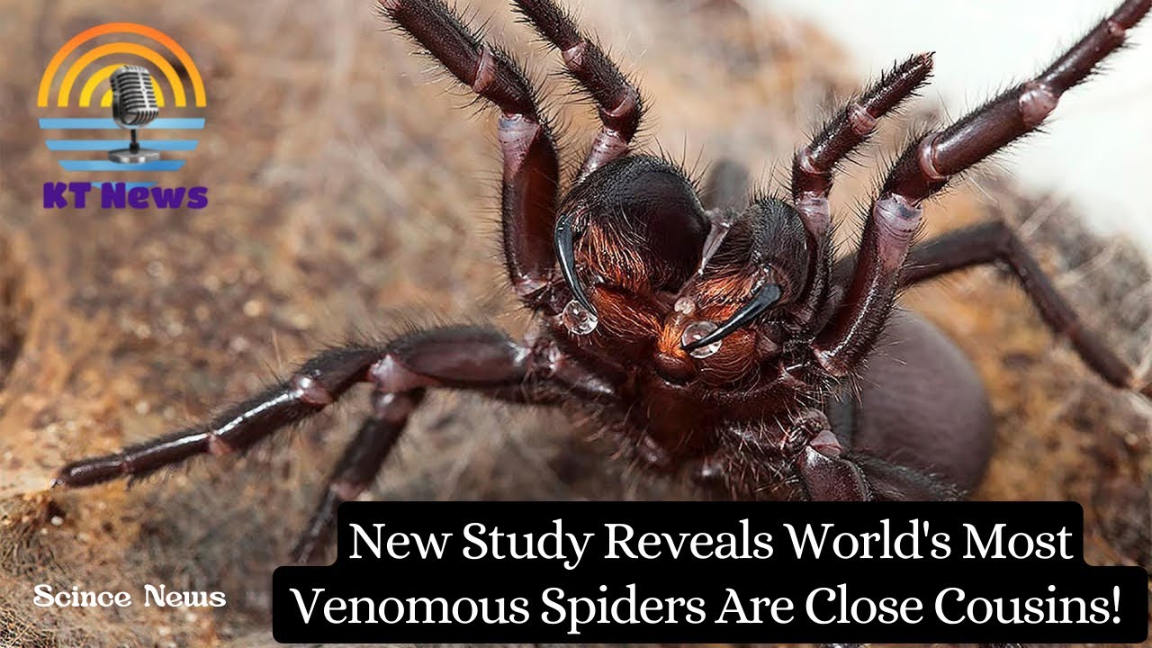 New Study Reveals World's Most Venomous Spiders Are Close Cousins ...