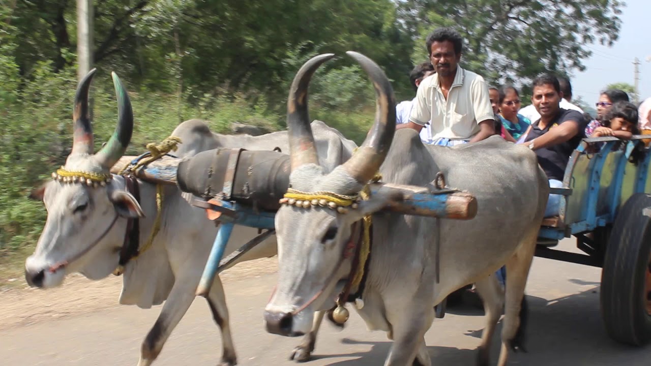 Family Bullacot drive 1 - YouTube