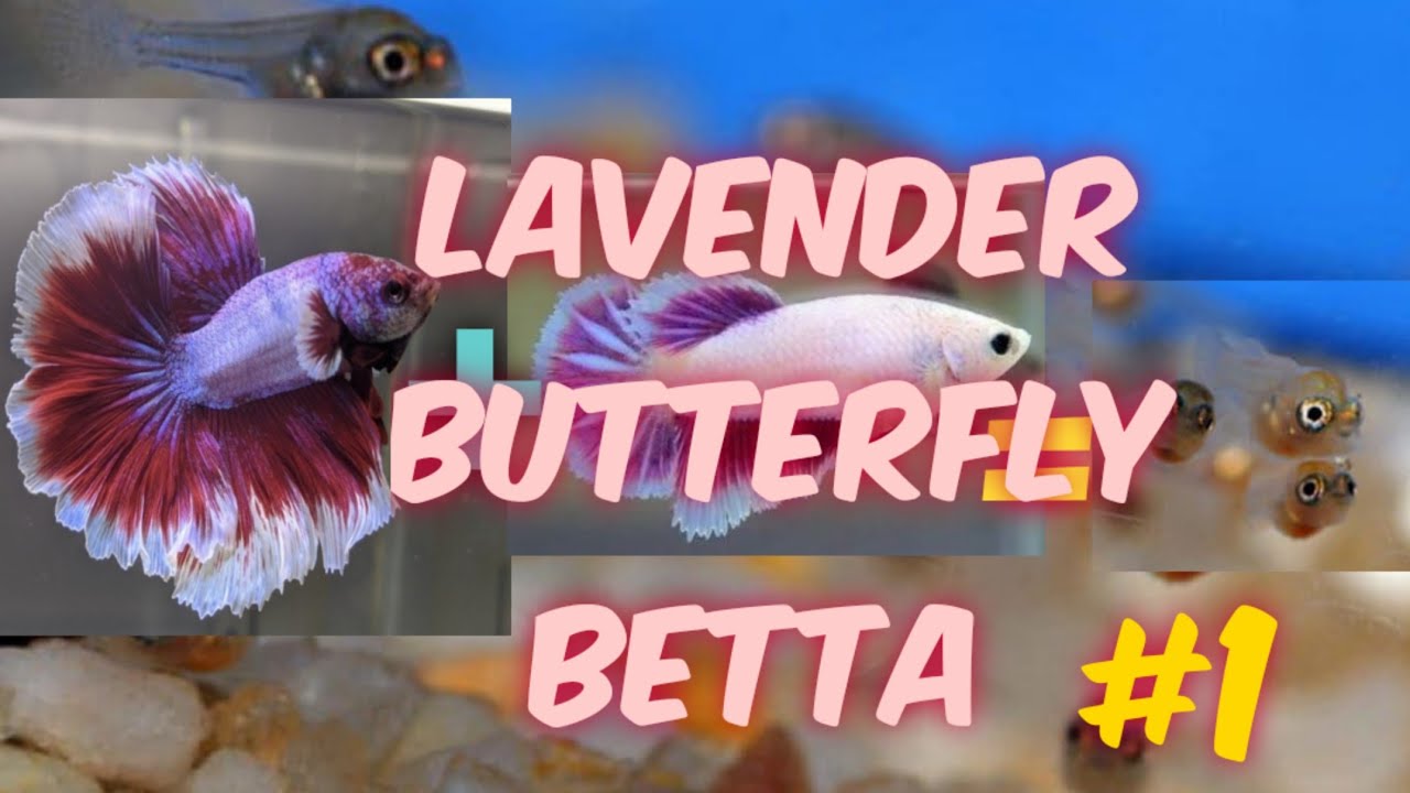 betta fish breeding| fighting fish| Fishy Bird #betta #fish #fighter # ...