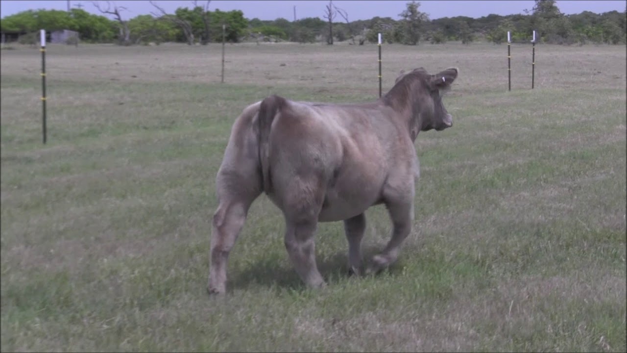 Tag 793 - IGWT Heifer - YouTube