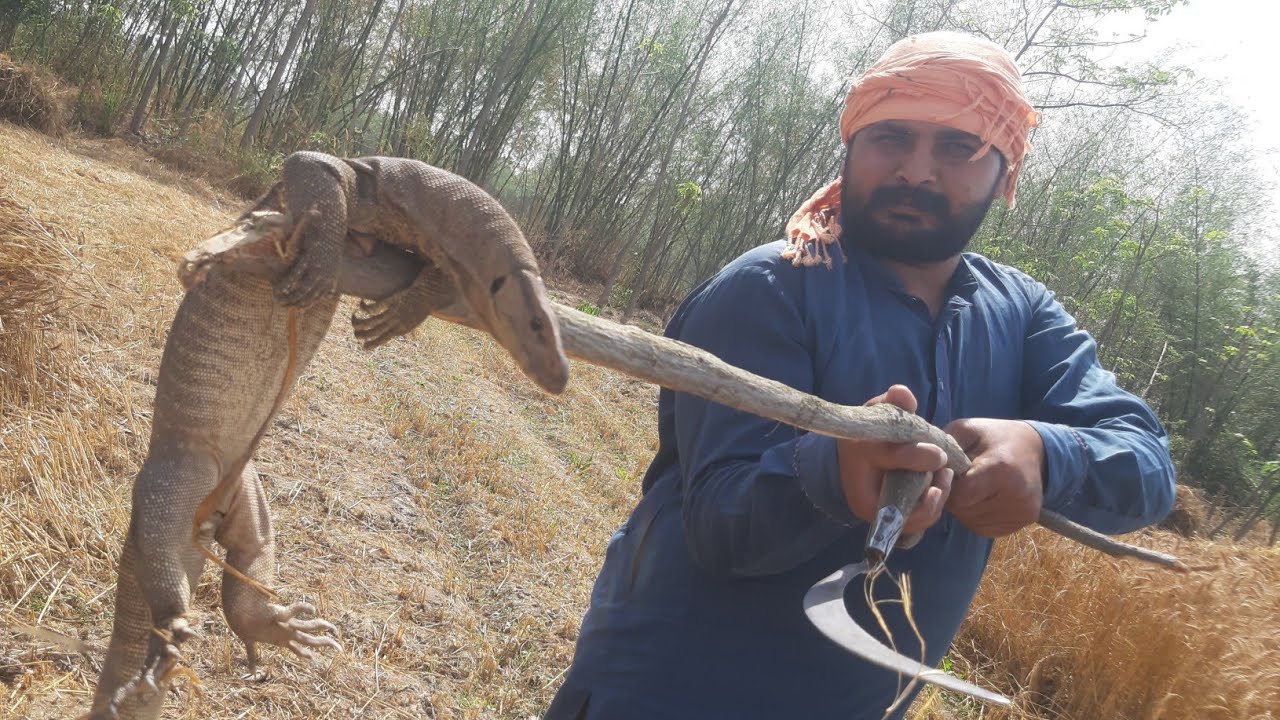 Sangol || sangool || lizard || Asif vlog - YouTube