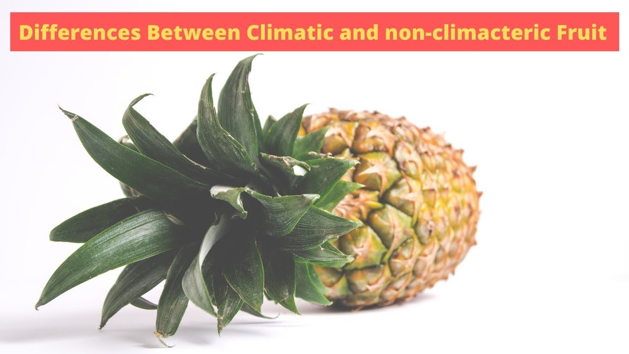 Differences Between Climatic and non-climacteric Fruit - YouTube
