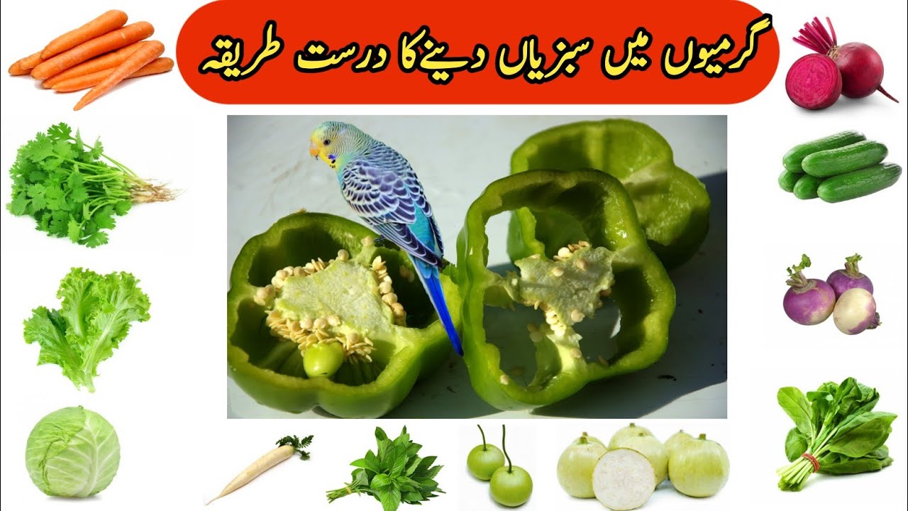 Budgies Parrots 12 Summer Green Food full details | finch,java,cocktail ...