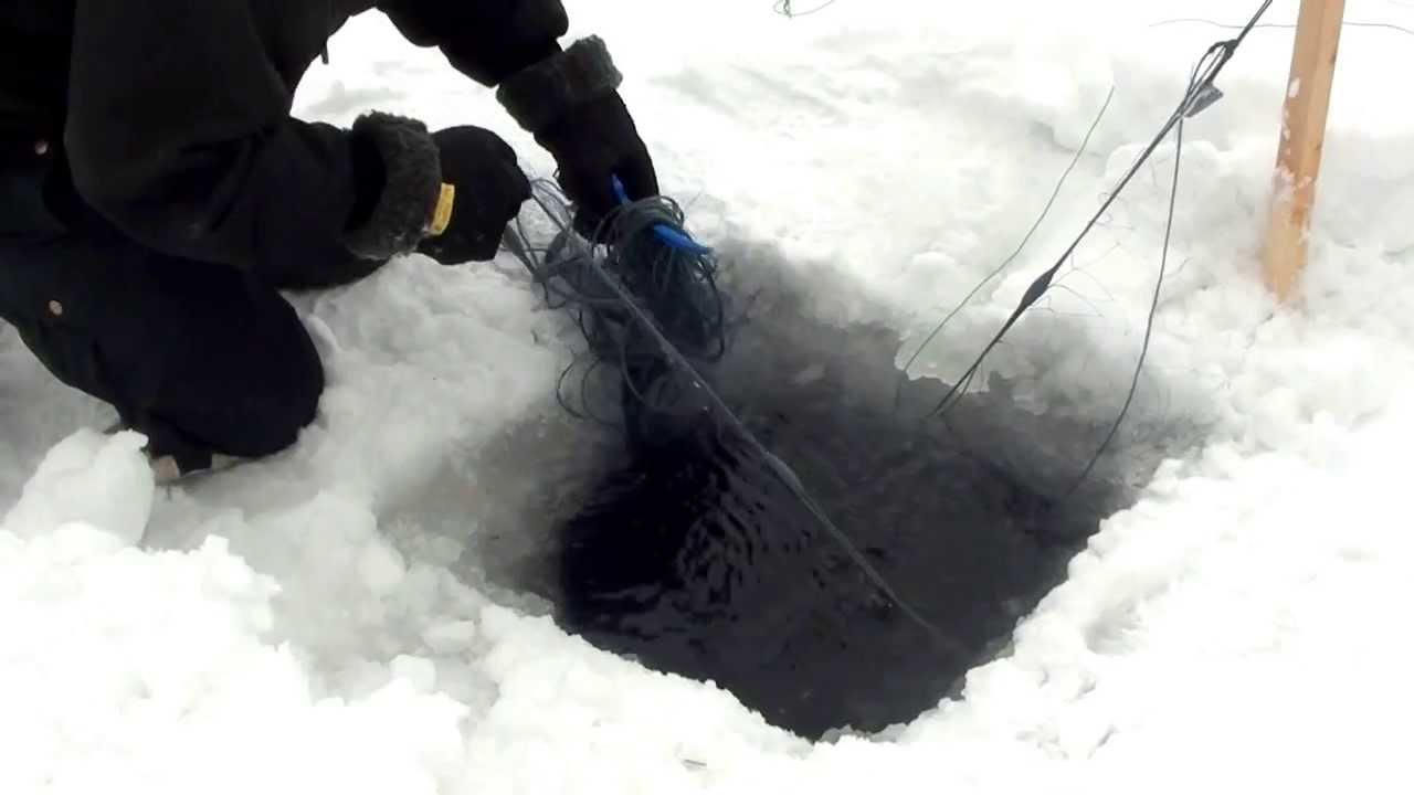Fiske med Isnät i Storsjön Jämtland, Fishing Nets under the Ice - YouTube
