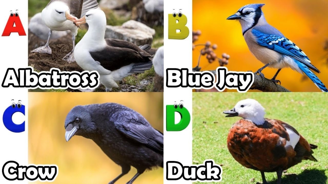 Birds Alphabet Song for Kids | Birds ABC Song | Phonics for Kids ...