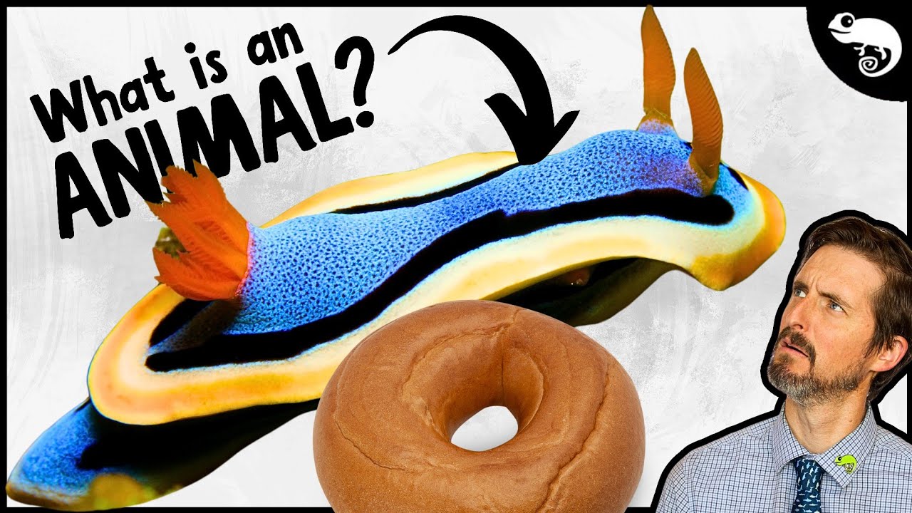 What Do a Human, a Slug, and a Bagel Have in Common? The Answer is Most ...