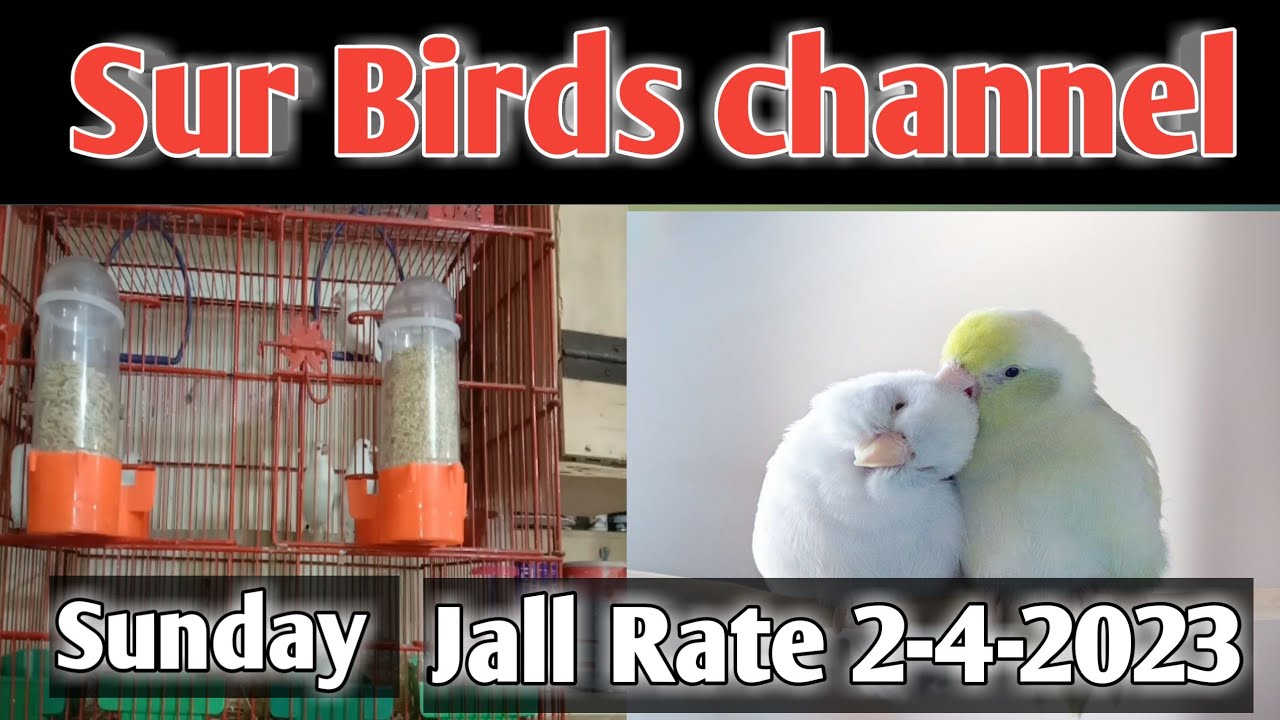 Lalukhet Birds Market l Jall Rate Update l Video No 47 l Sur Birds channel - YouTube