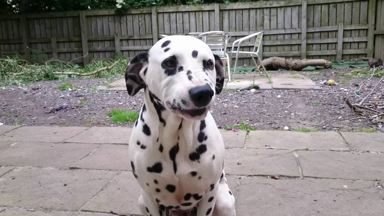 Great Dalmatian smile - YouTube
