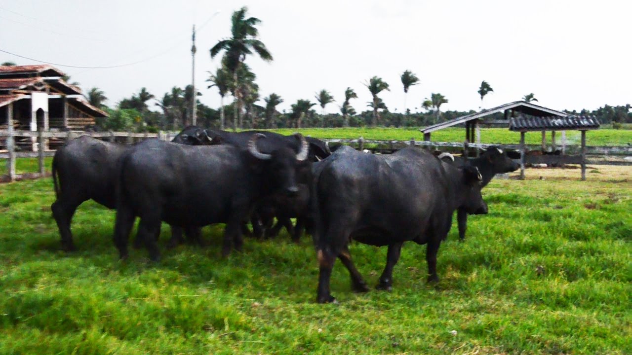 Criação de Búfalos em Penalva no Maranhão - YouTube